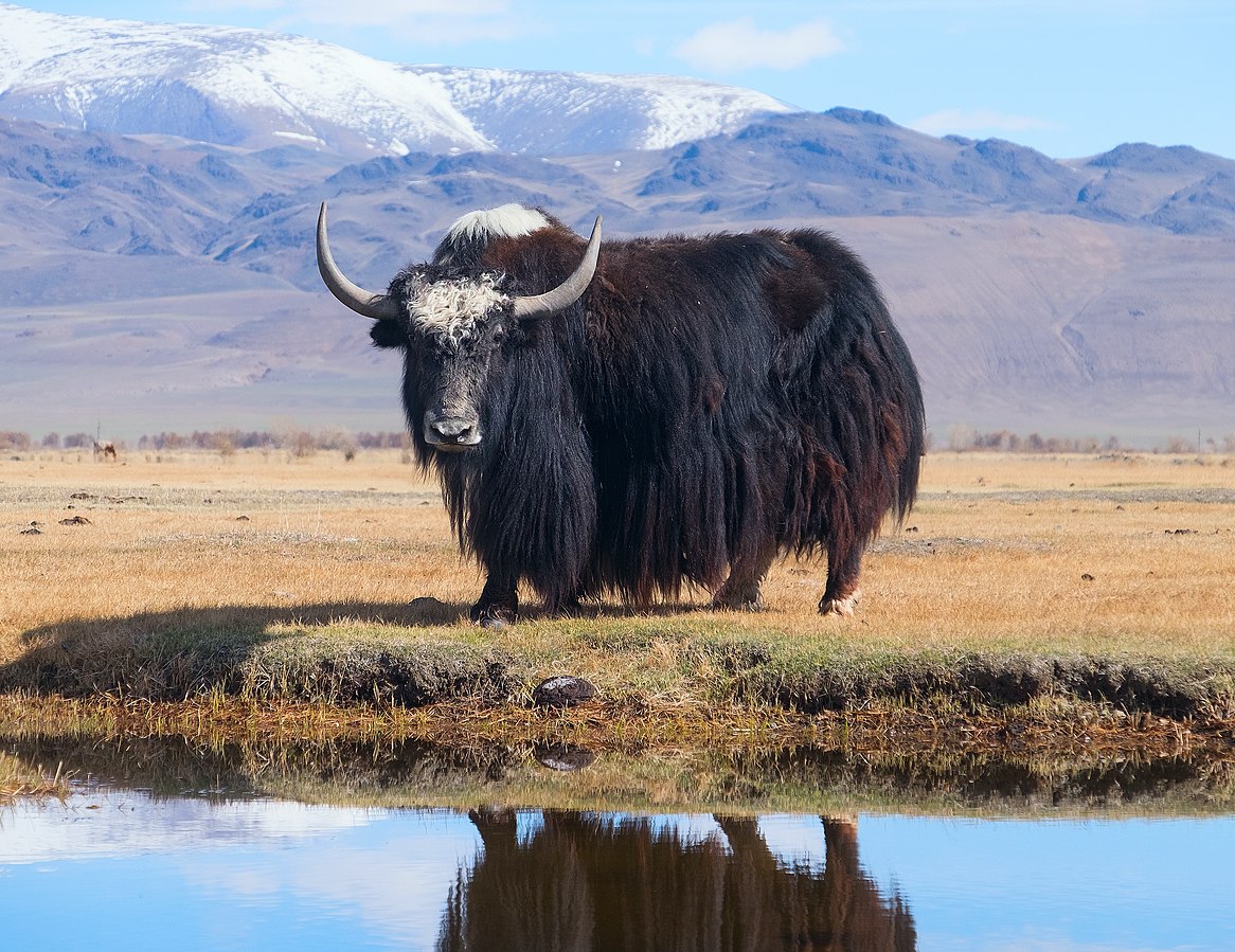 35 Birds and Animals Found in Ladakh - Wildlife of Ladakh